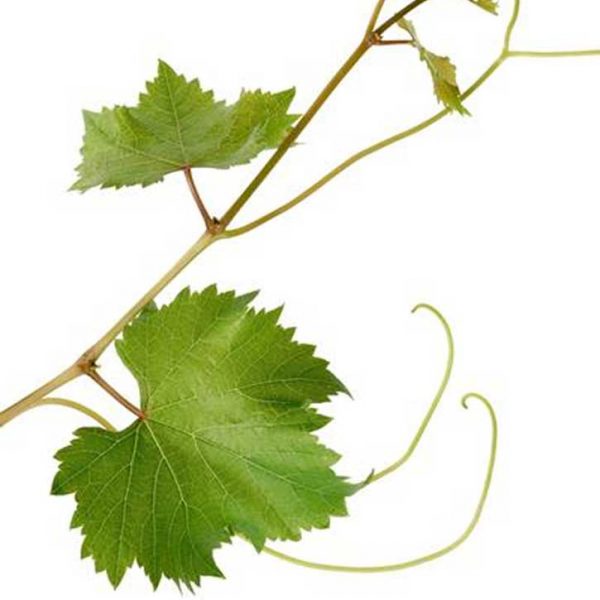 Pomoć iz prirode kod proširenih vena i ispucalih kapilara - Aroma Hominis